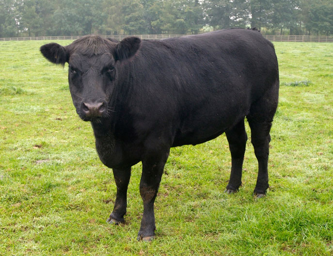 AHDB Virtual Beef and Lamb